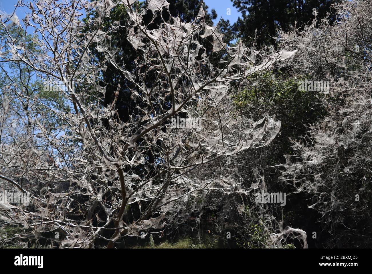 Communal webs created by ermine moths in trees and plants at the ...