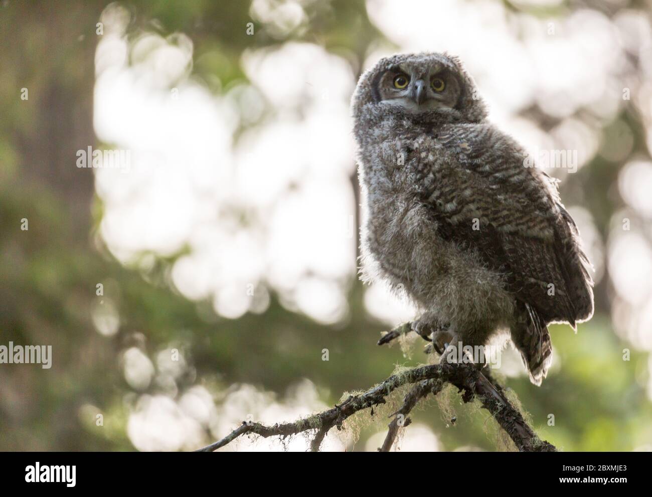 Owls habitat hi-res stock photography and images - Alamy