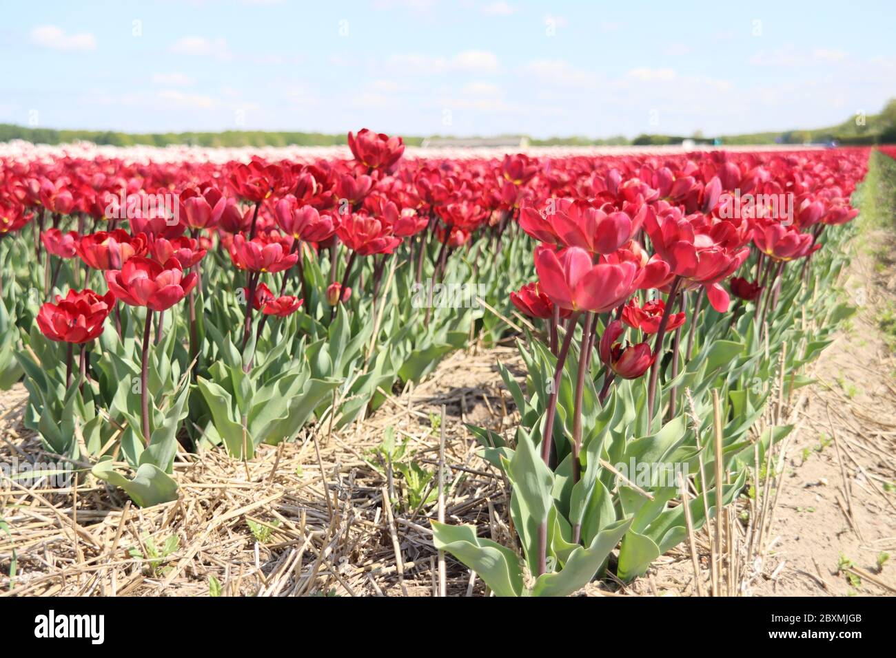 Red tulips illuminated by the sun in a flower bulb field in ...