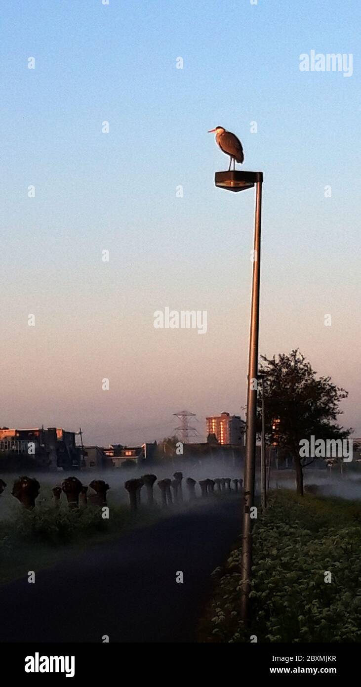Sunrise heron on a light pole with morning fog over the meadows and ...