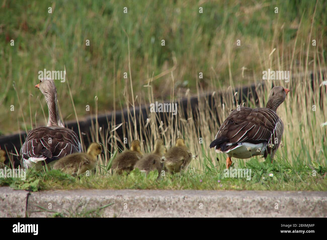 Young geese with their chicks cross the street in Bleiswijk in the ...