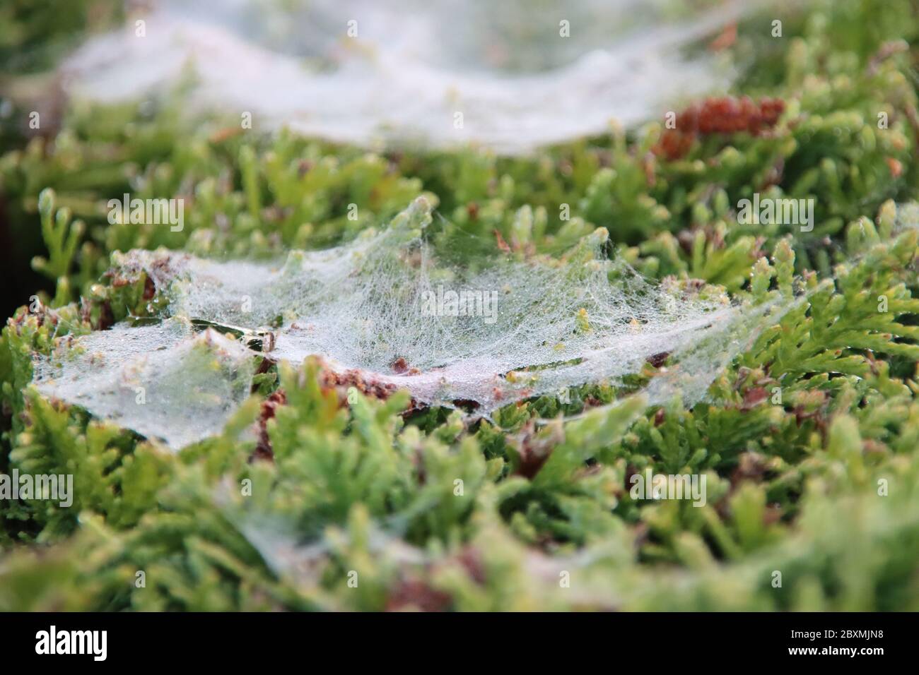 Spider webs wet with dew in hedges during sunrise in the town of ...