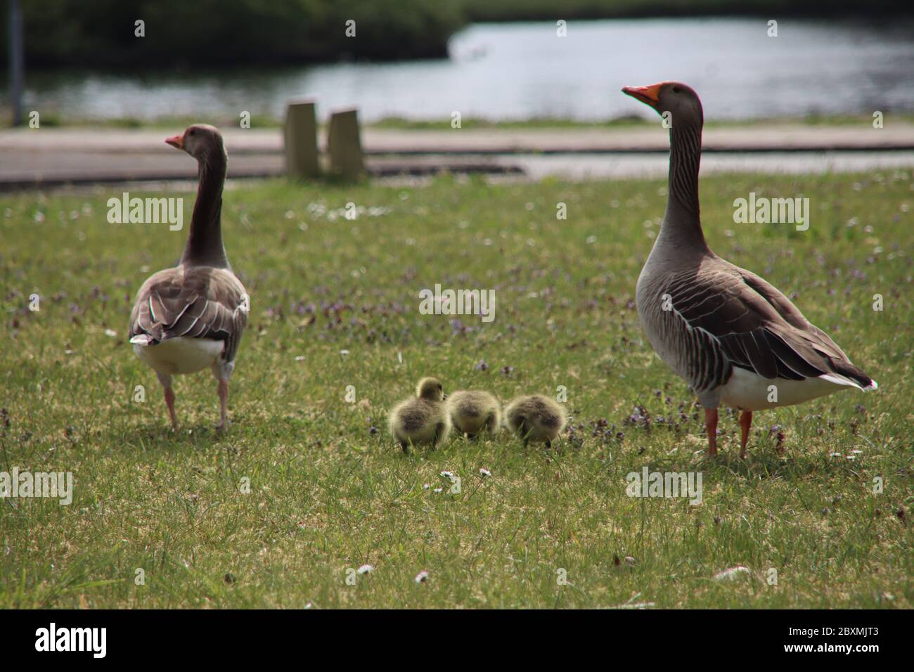 Young nile geese hi-res stock photography and images - Alamy