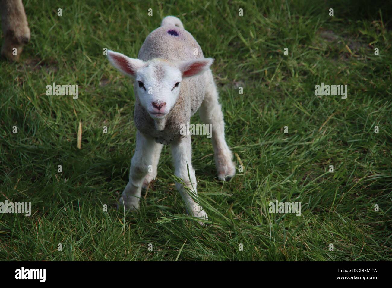 Frolicking lambs hi-res stock photography and images - Alamy