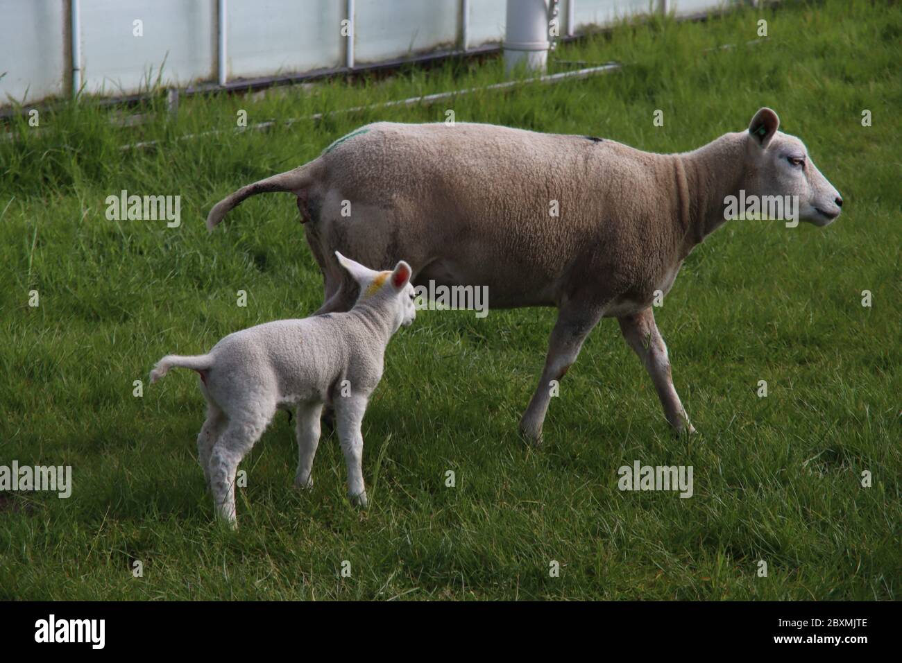 Lambs frolicking hi-res stock photography and images - Alamy