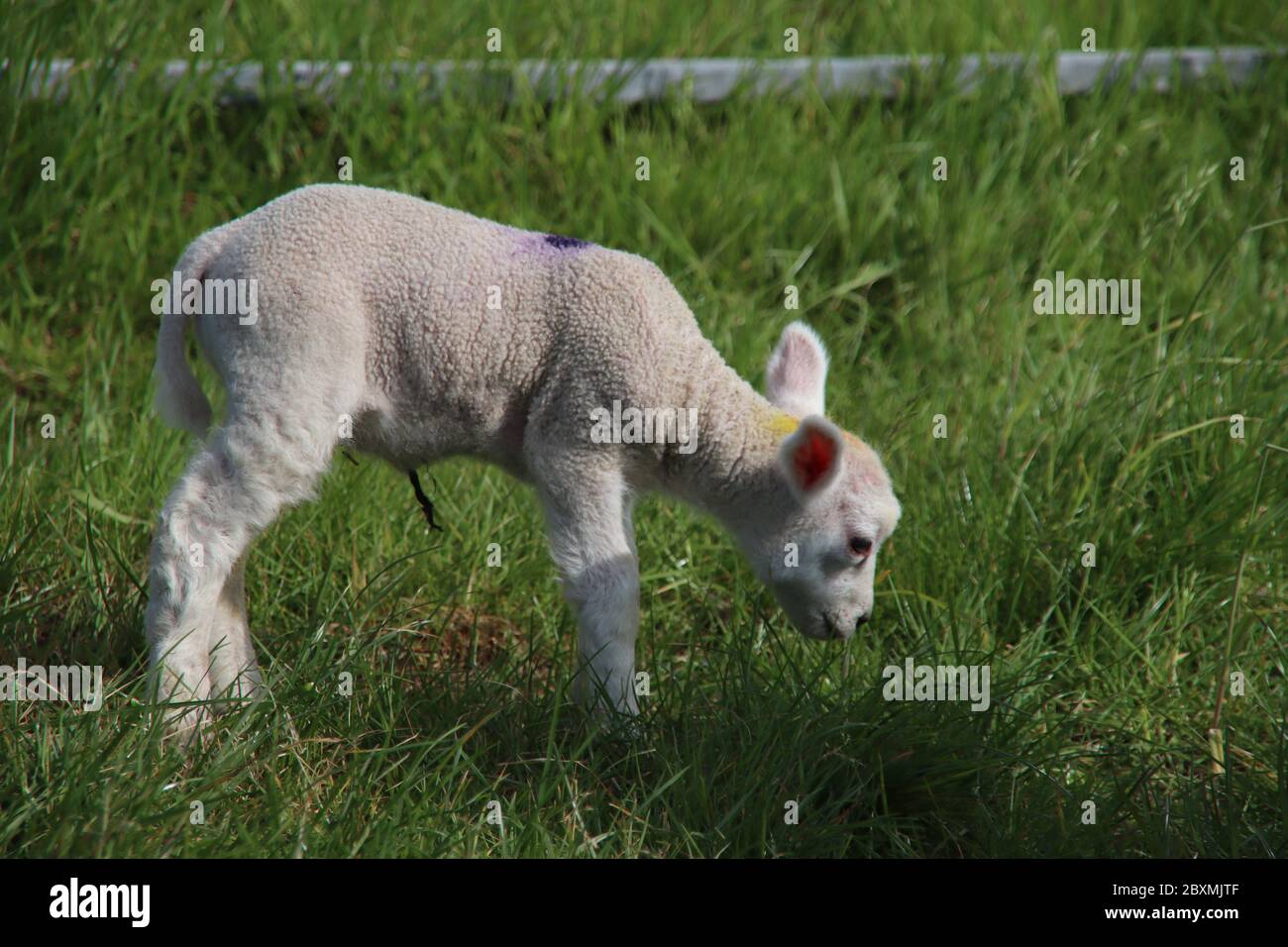 Frolicking lamb hi-res stock photography and images - Alamy