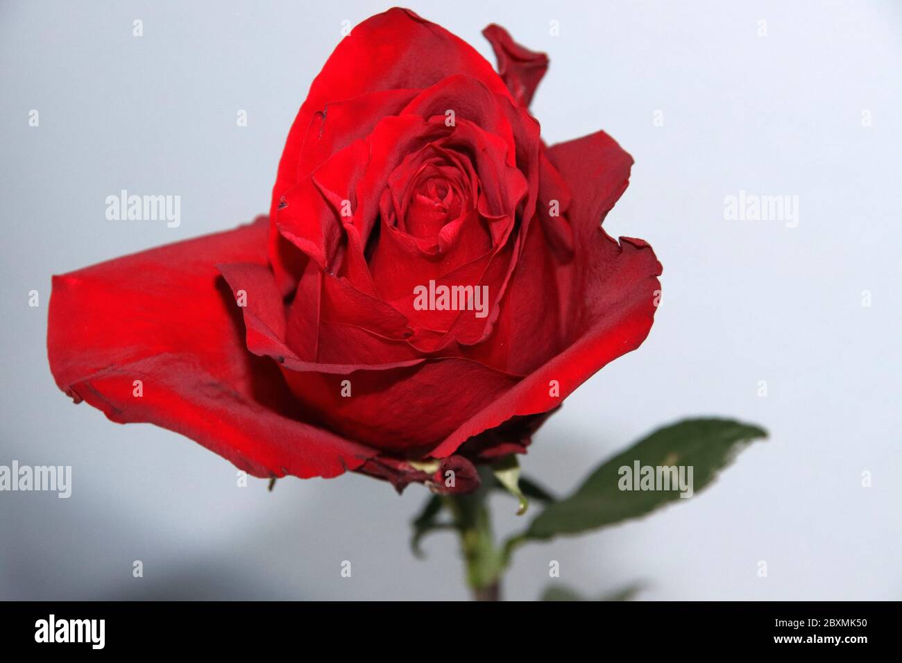 Red Rose flower head in close up at Home Stock Photo - Alamy