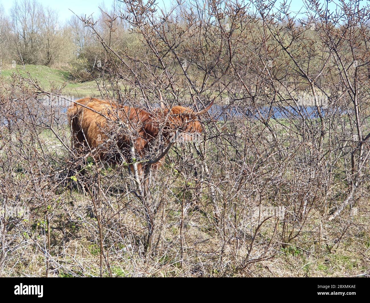 Bull Highland Cow Winter High Resolution Stock Photography and Images ...