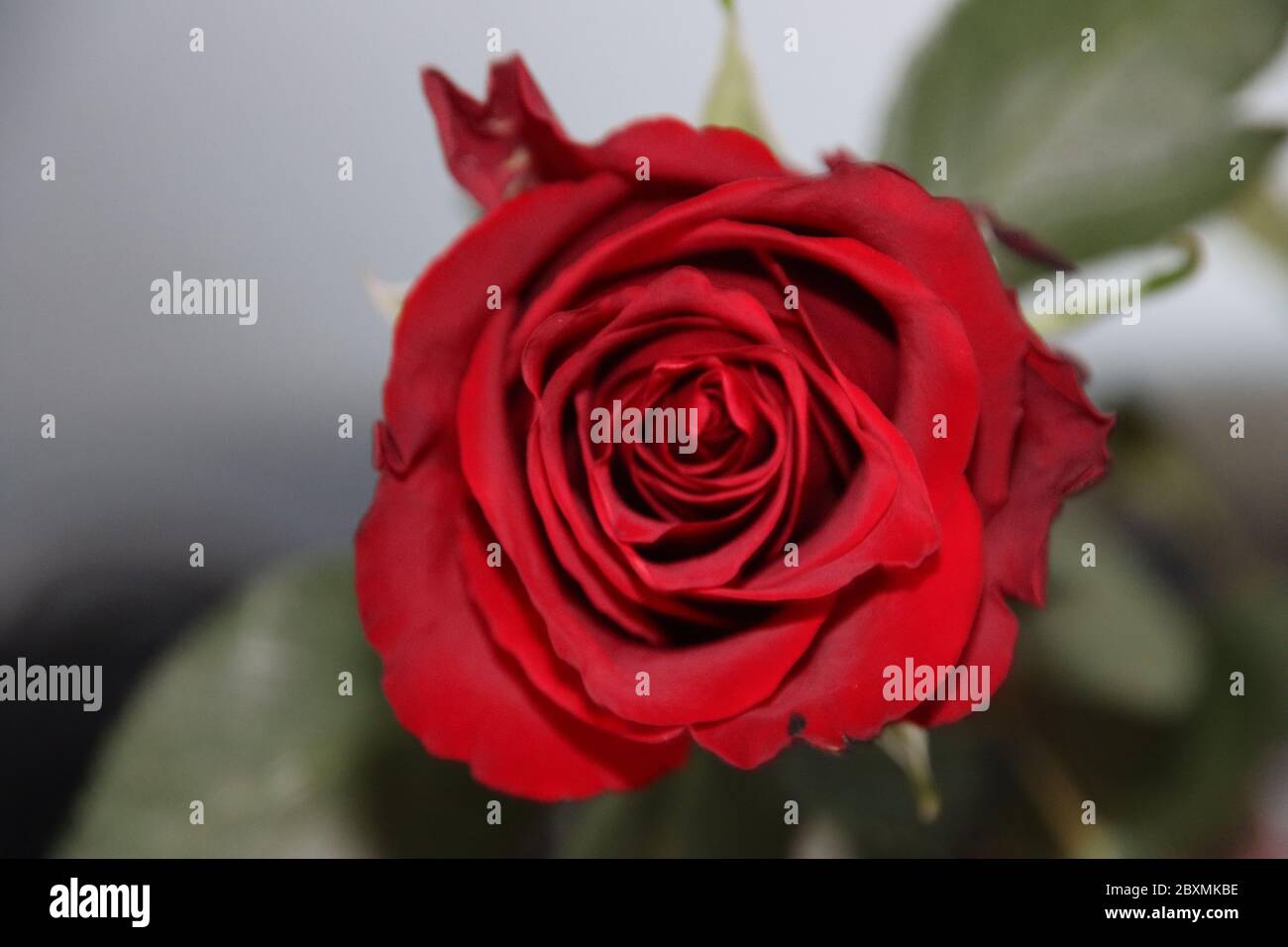 Red Rose flower head in close up at Home Stock Photo - Alamy