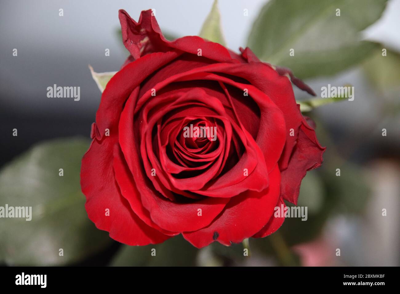 Red Rose flower head in close up at Home Stock Photo - Alamy