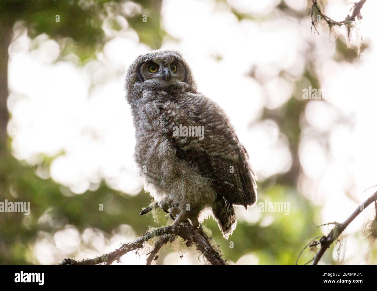 Owls habitat hi-res stock photography and images - Alamy