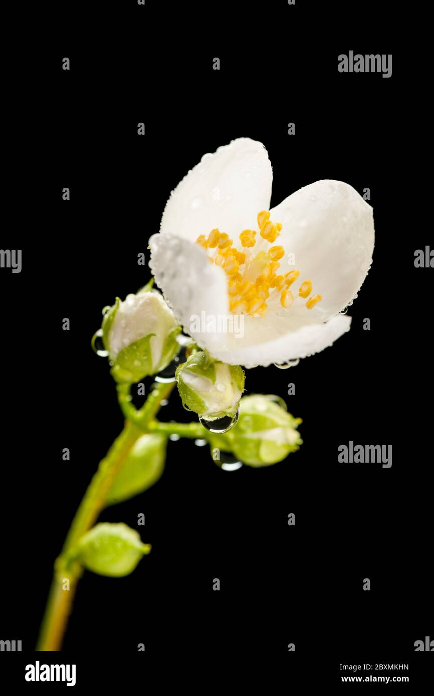 Studio close-up of a half-open flower with five buds of a European pipe ...