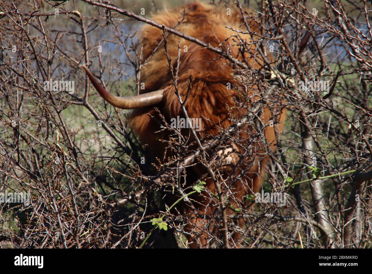 Red Scottish Highlander cow with large horns grazes in the dunes at the ...