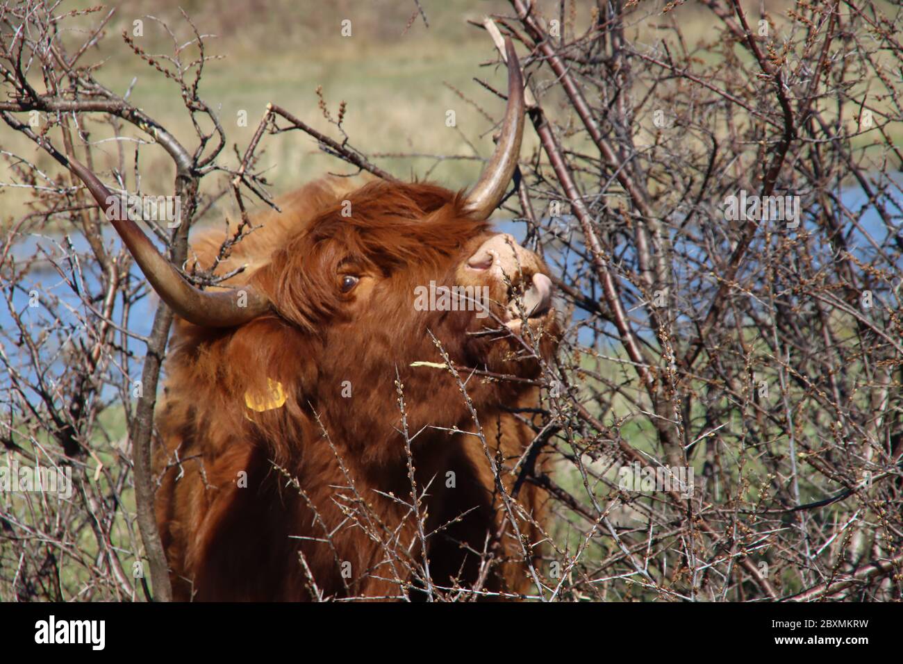 Red Scottish Highlander cow with large horns grazes in the dunes at the ...