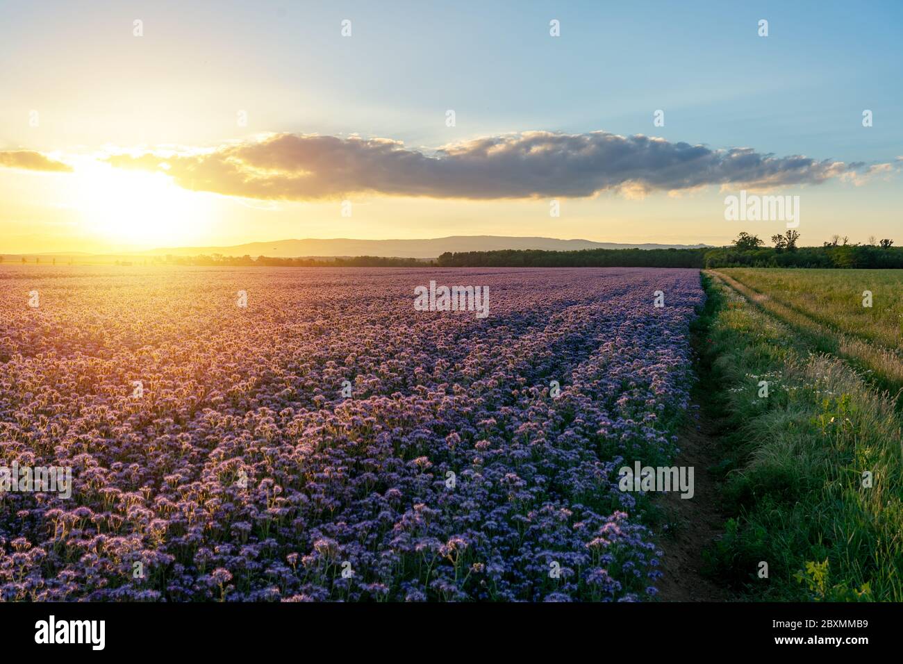 Purple field flower hi-res stock photography and images - Alamy