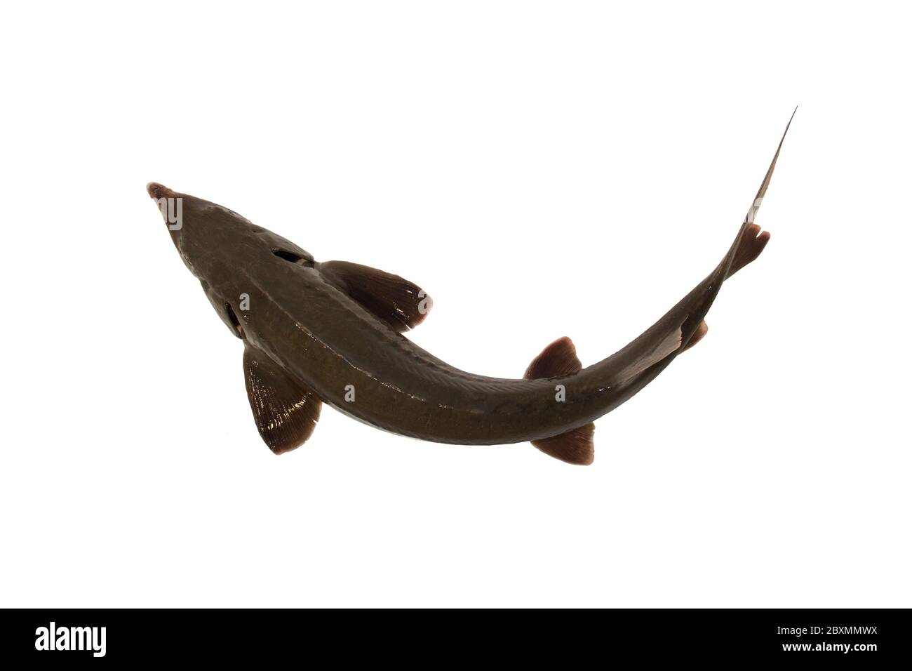 Sturgeon isolated on a white backgrounde. View from above. Fresh fish ...