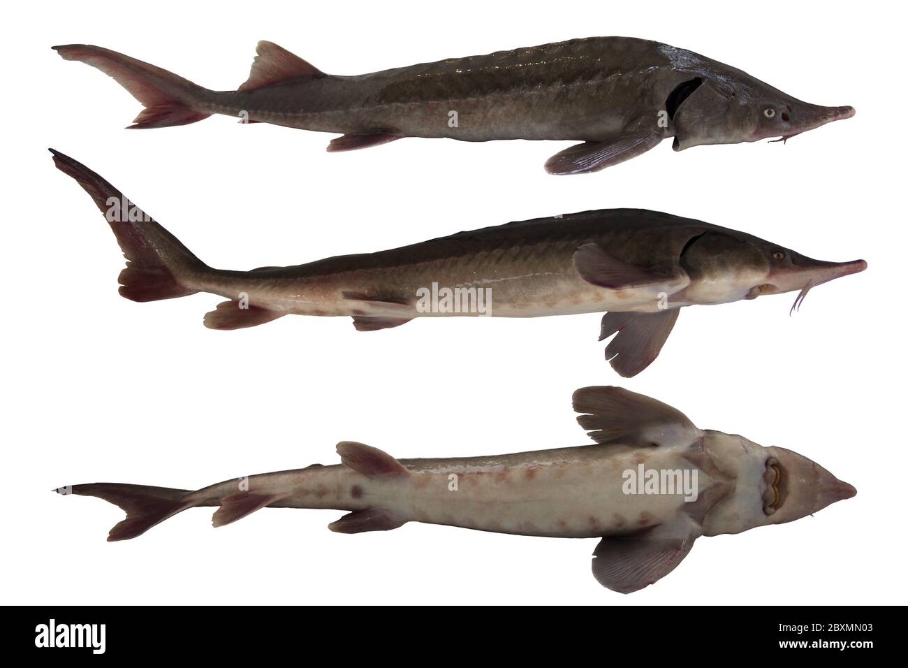 Sturgeon isolated on a white background. Young fish from different ...