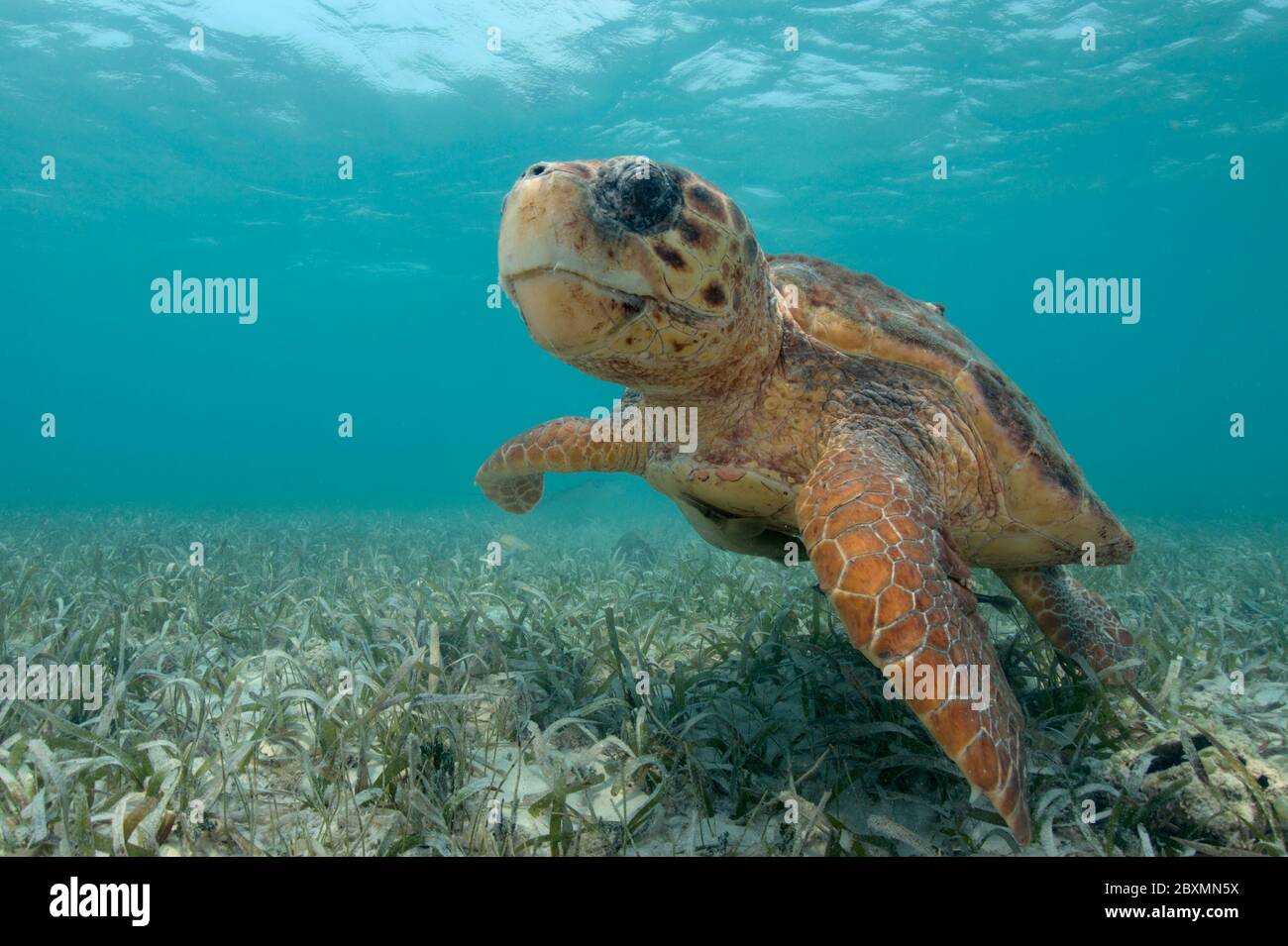 Loggerhead seaturtle is swimming underwater at the Belize Barrier Reef ...