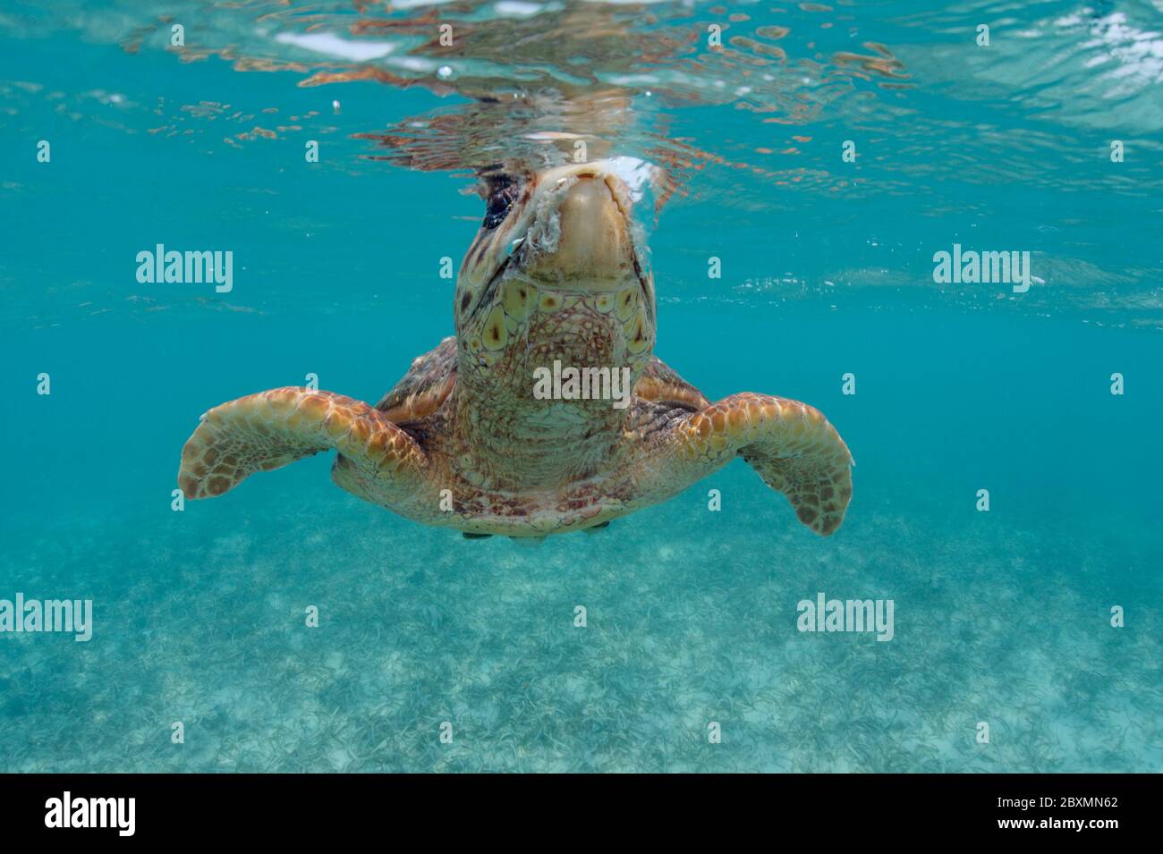 Loggerhead seaturtle is taking a breath from underwater at the Belize ...