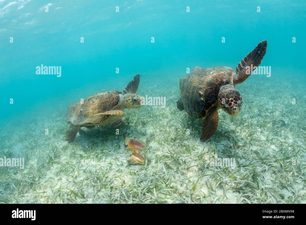 Two loggerhead seaturtles (Caretta caretta) fighting over scraps of ...