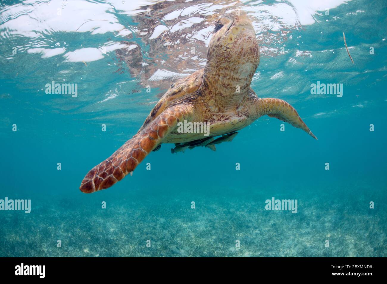 Loggerhead seaturtle is taking a breath from underwater at the Belize ...