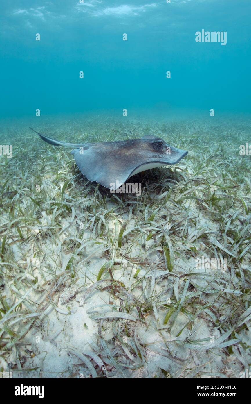 A Southern stingray swimming over a Seagrass meadow at Silky Caye in ...