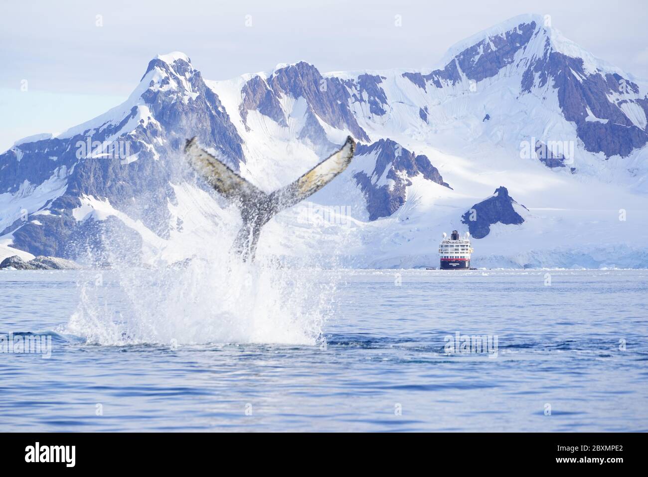 Humpback whale tale flapping in Antarctica at "Paradise Bay Stock Photo ...