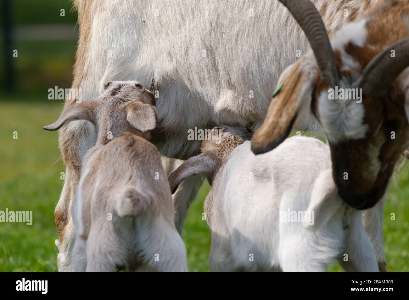 Couple of baby goat kids, goats drink milk from the mother on the ...