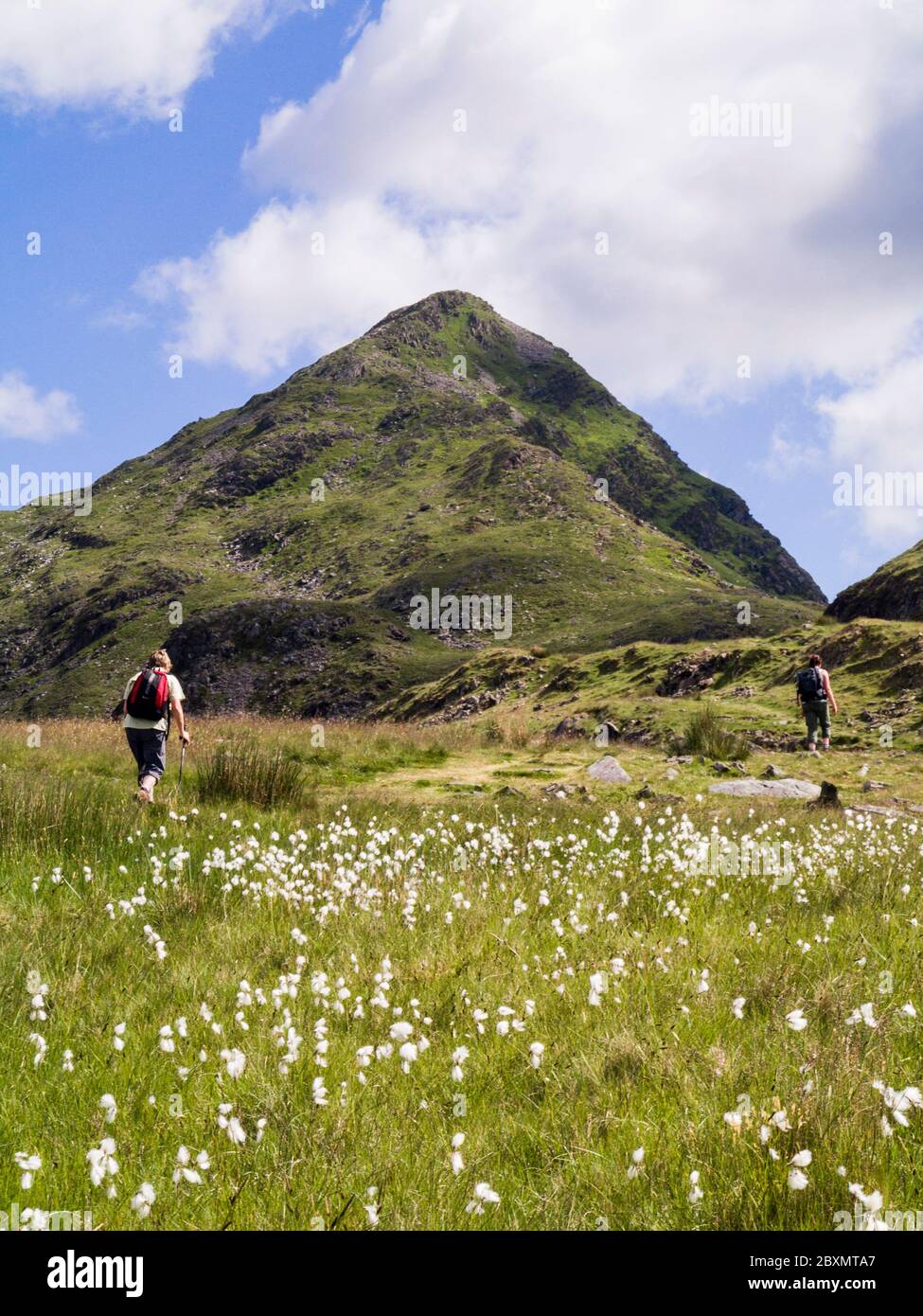Hikers hiking up Cnicht mountain with common bog cotton grass growing ...
