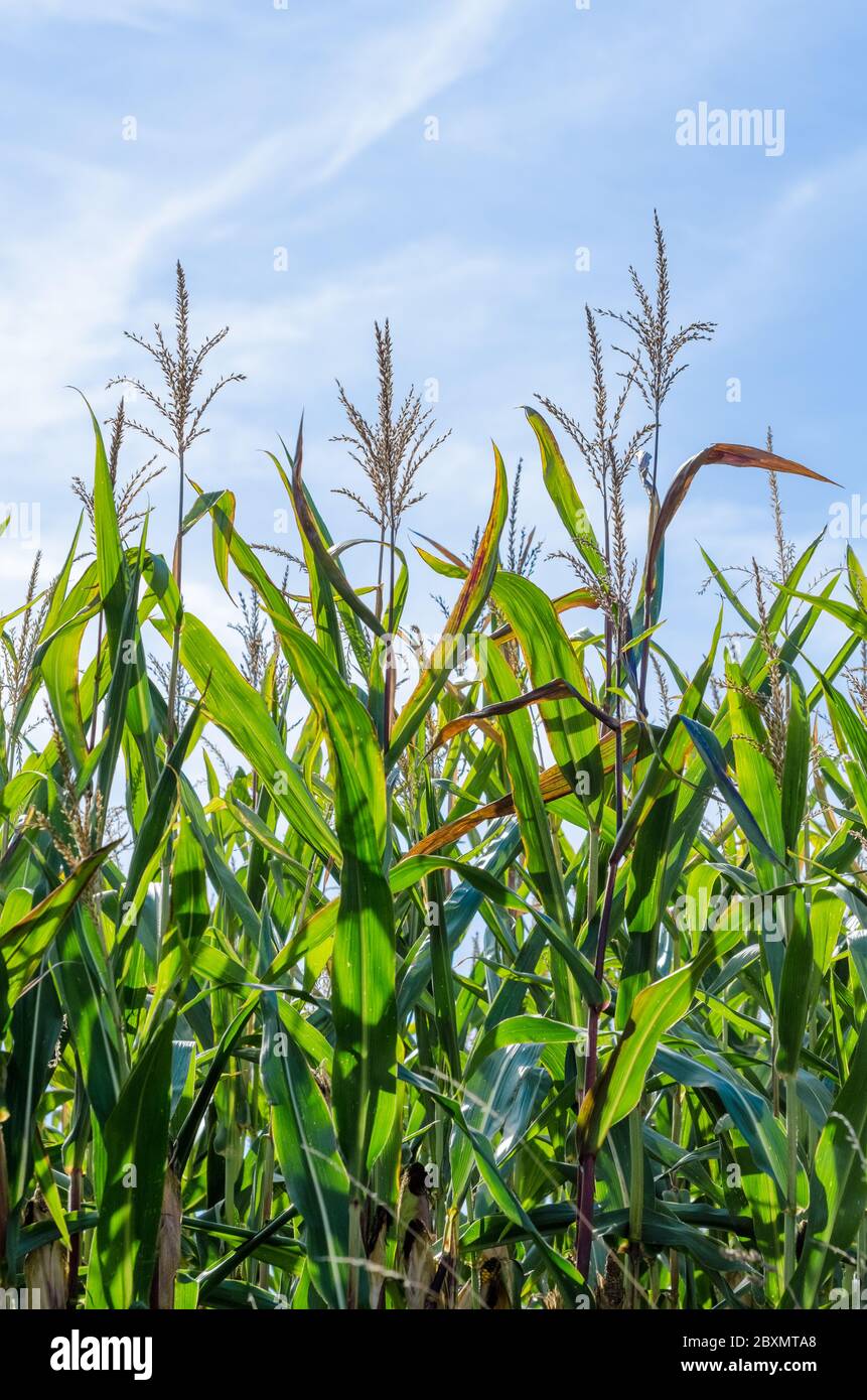 Maize field zea mays hi-res stock photography and images - Alamy
