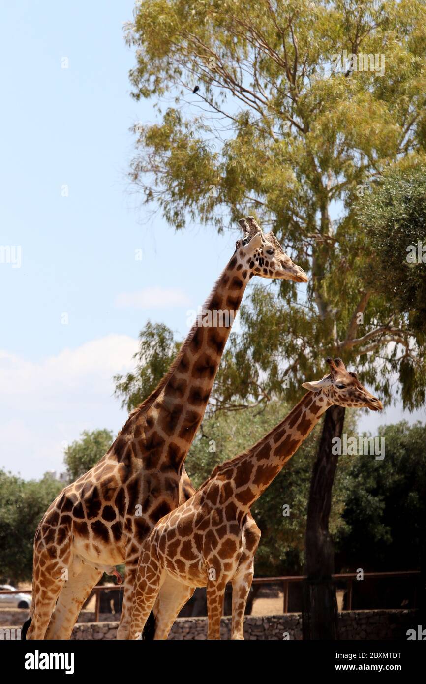 Portrait of two giraffes in a zoo Stock Photo - Alamy