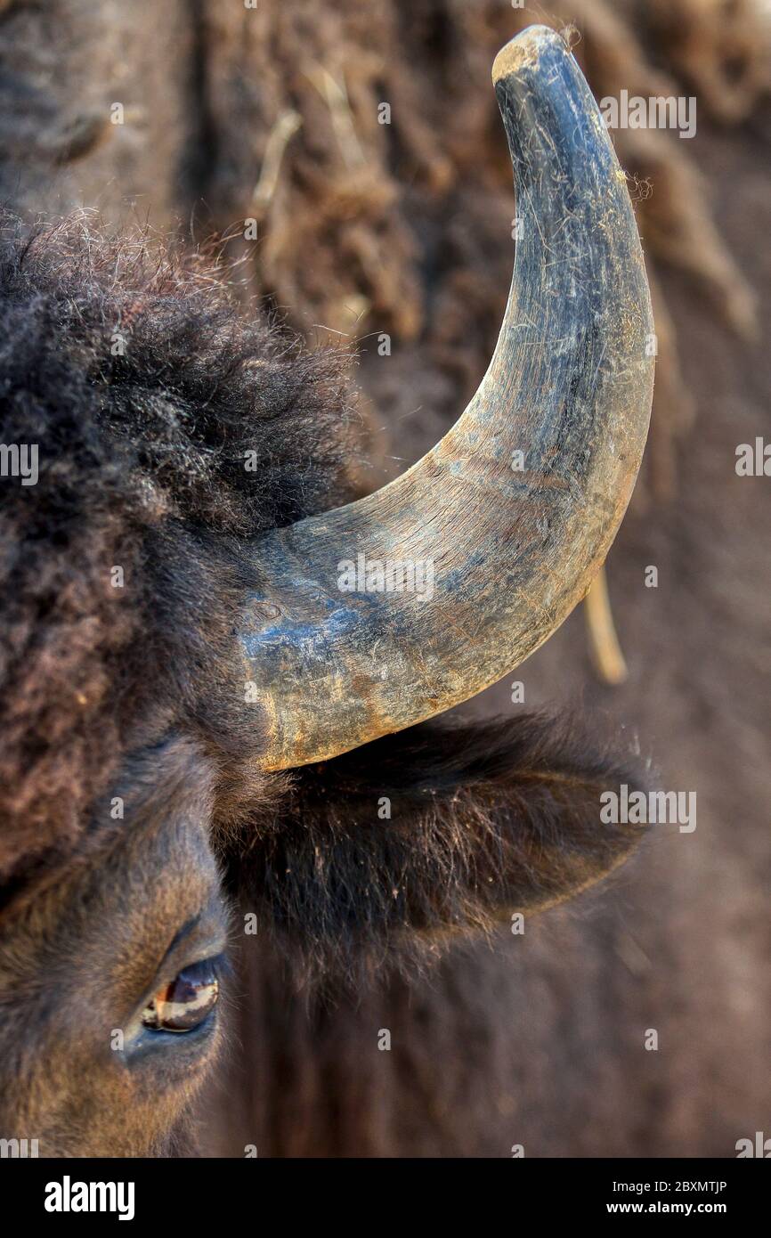 Close-up of the eye and horn of an American bison Stock Photo - Alamy