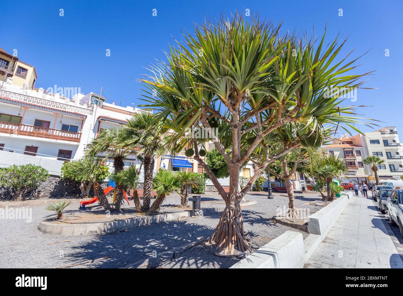 Palm trees on main square in Candelaria, Tenerife island, Spain Stock ...
