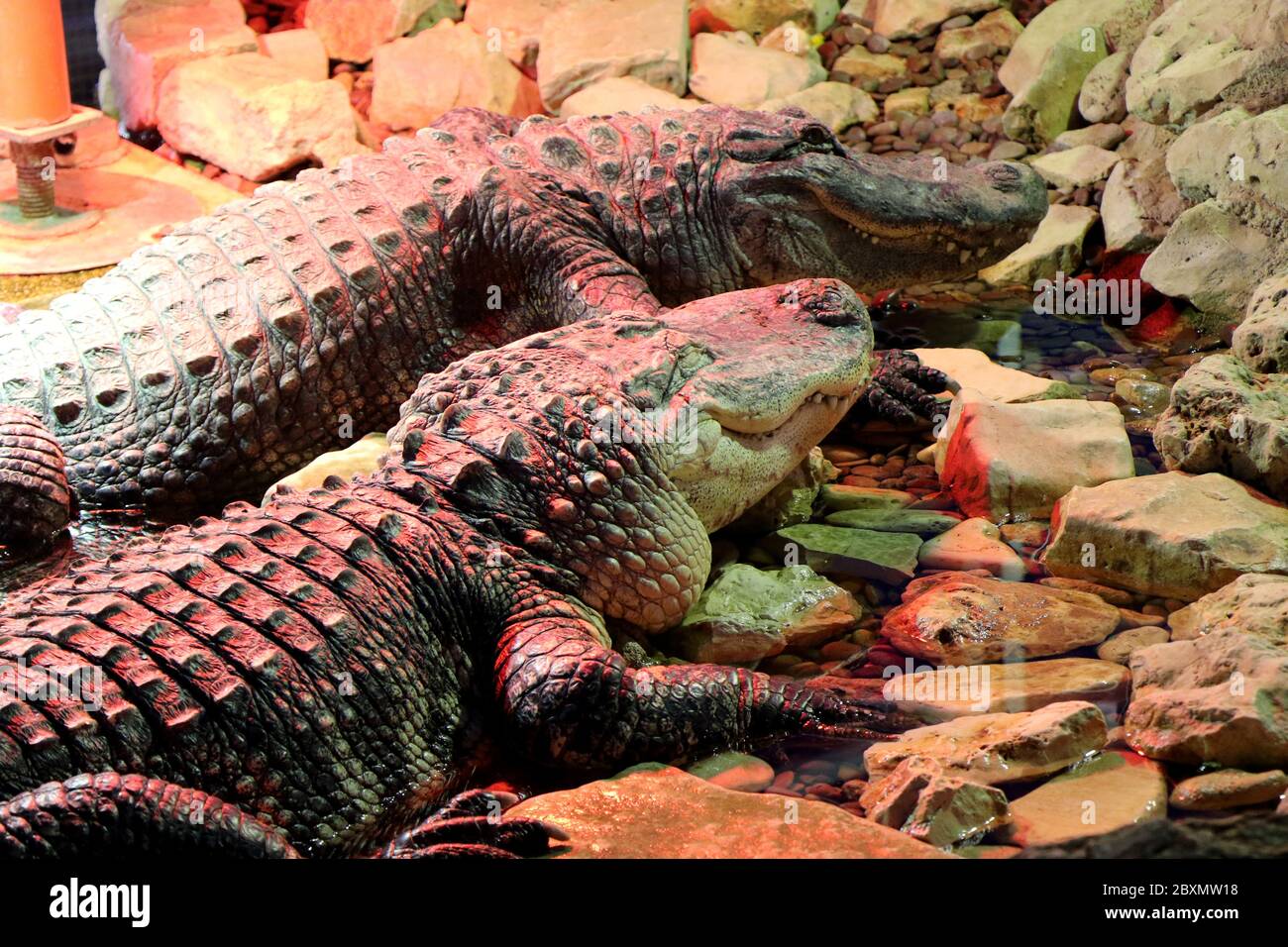 Close-up of two crocodiles sleeping in a zoo Stock Photo - Alamy