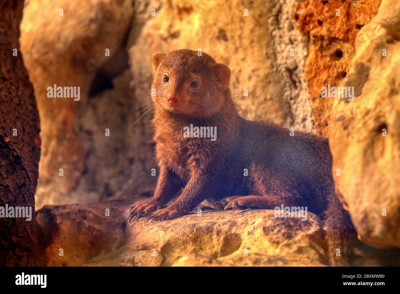 Banded mongoose species mungo hi-res stock photography and images - Alamy