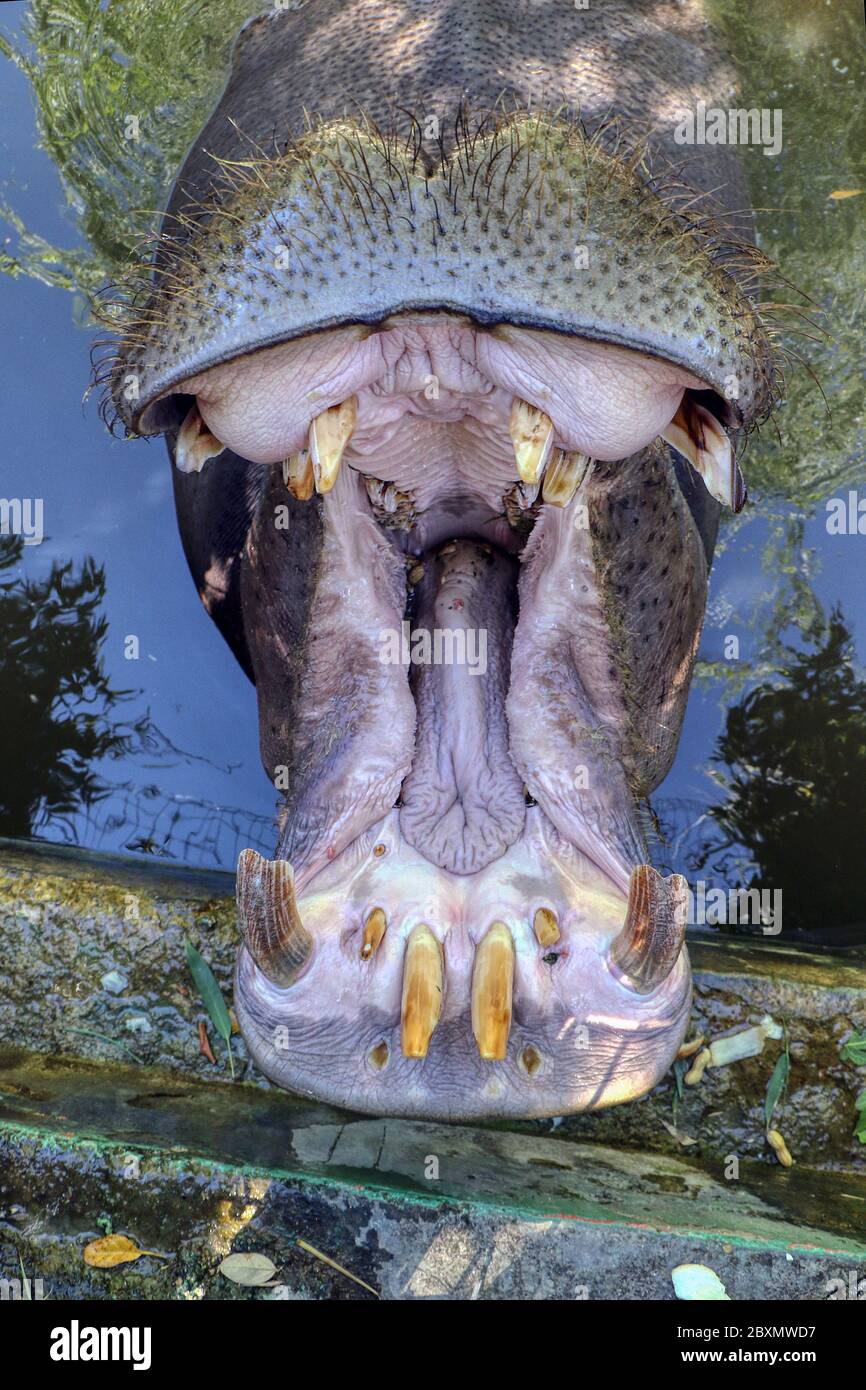 Hippopotamus with its mouth open waiting for food in a zoo Stock Photo ...