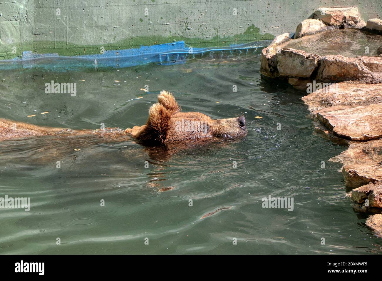 Brown bear takes a bath in a tub in a zoo Stock Photo - Alamy