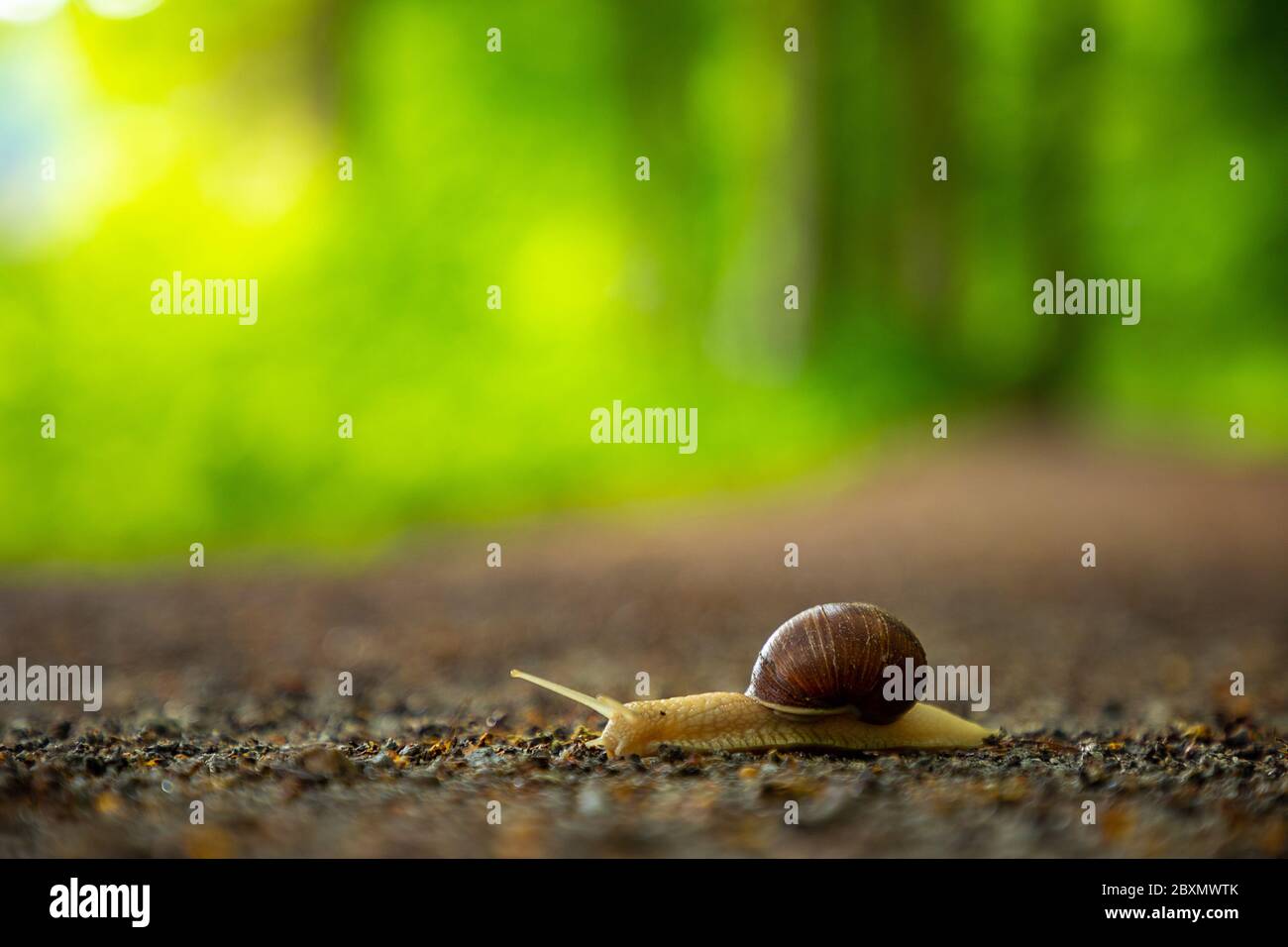 Snail crawling along a path in spring forest, Czech republic Stock ...