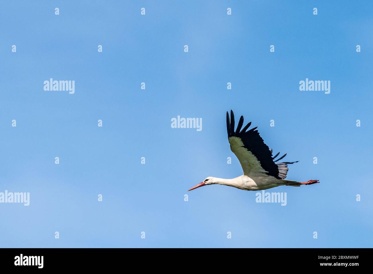 The Storks at Knepp Rewilding Stock Photo - Alamy