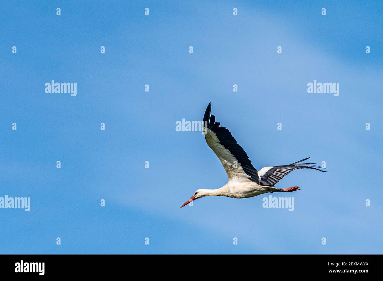 The Storks at Knepp Rewilding Stock Photo - Alamy