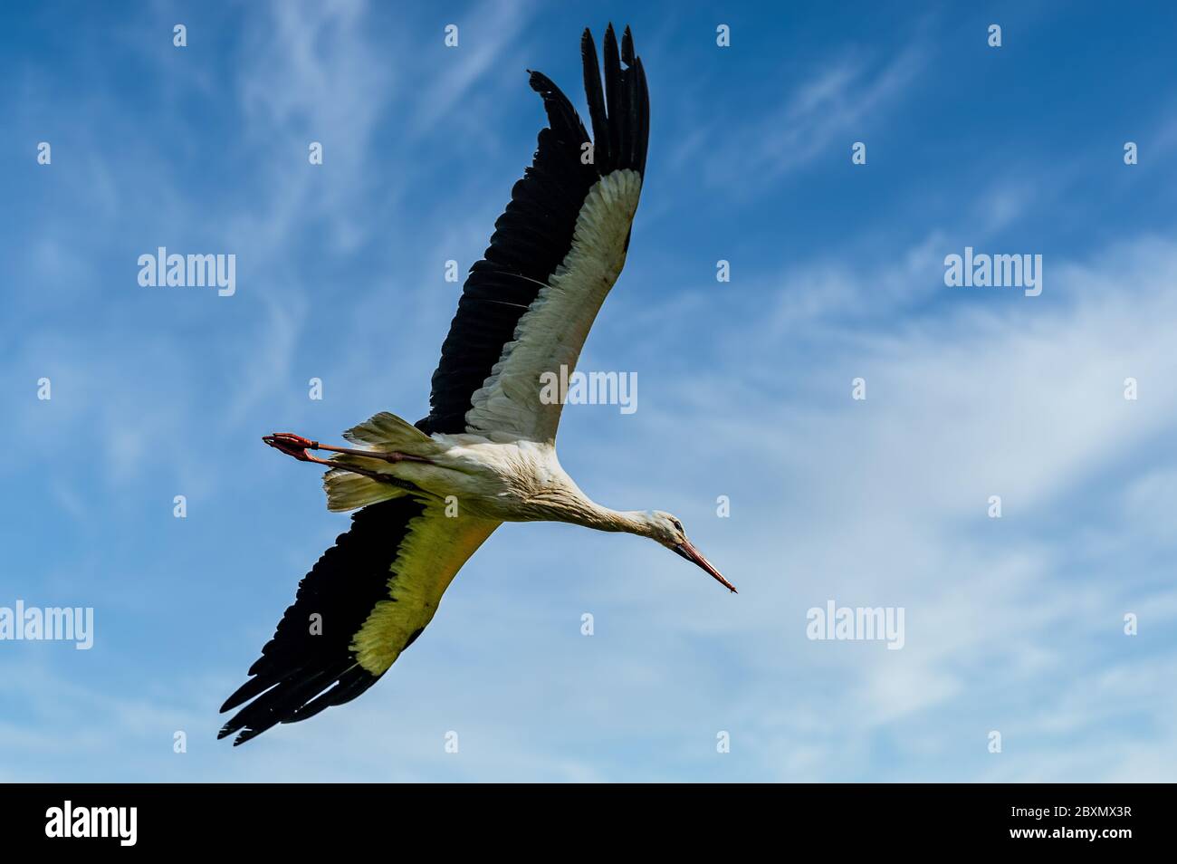 The Storks at Knepp Rewilding Stock Photo - Alamy