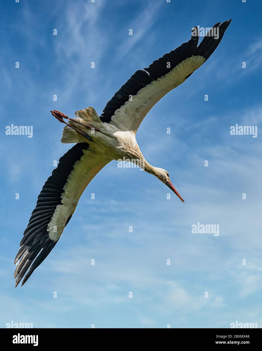 The Storks at Knepp Rewilding Stock Photo - Alamy