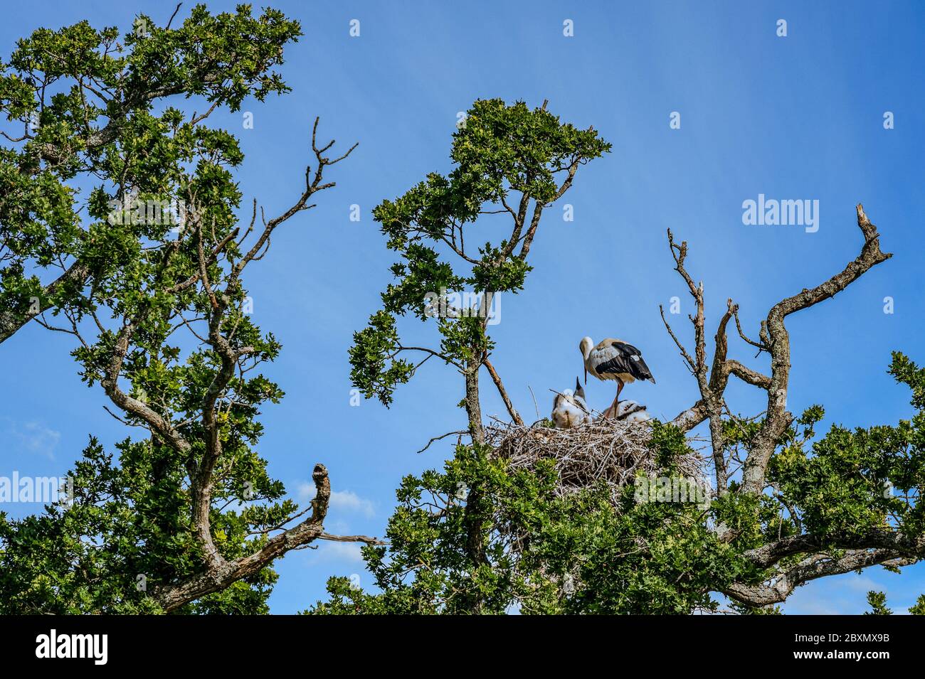 The Storks at Knepp Rewilding Stock Photo - Alamy