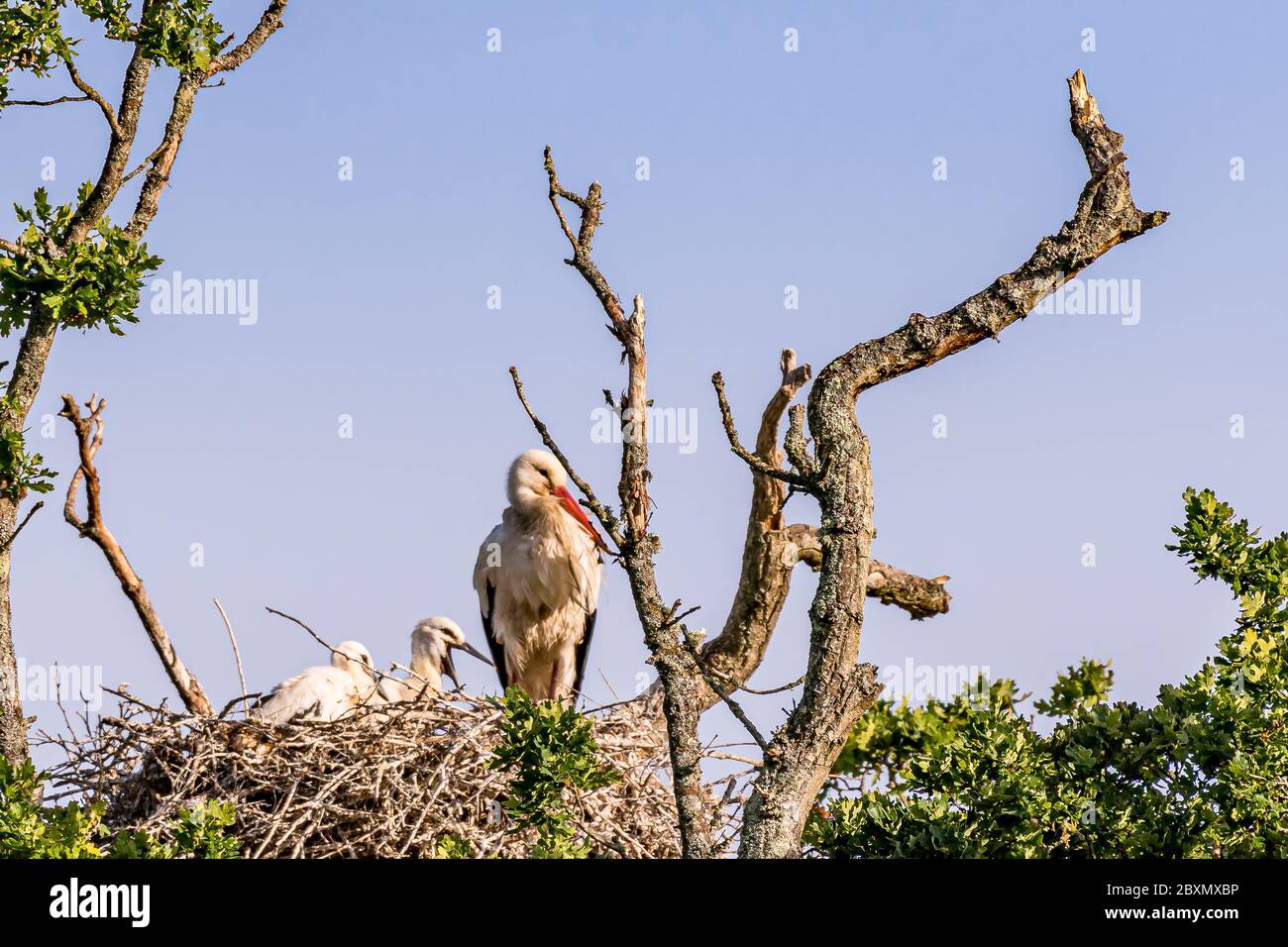 The Storks at Knepp Rewilding Stock Photo - Alamy