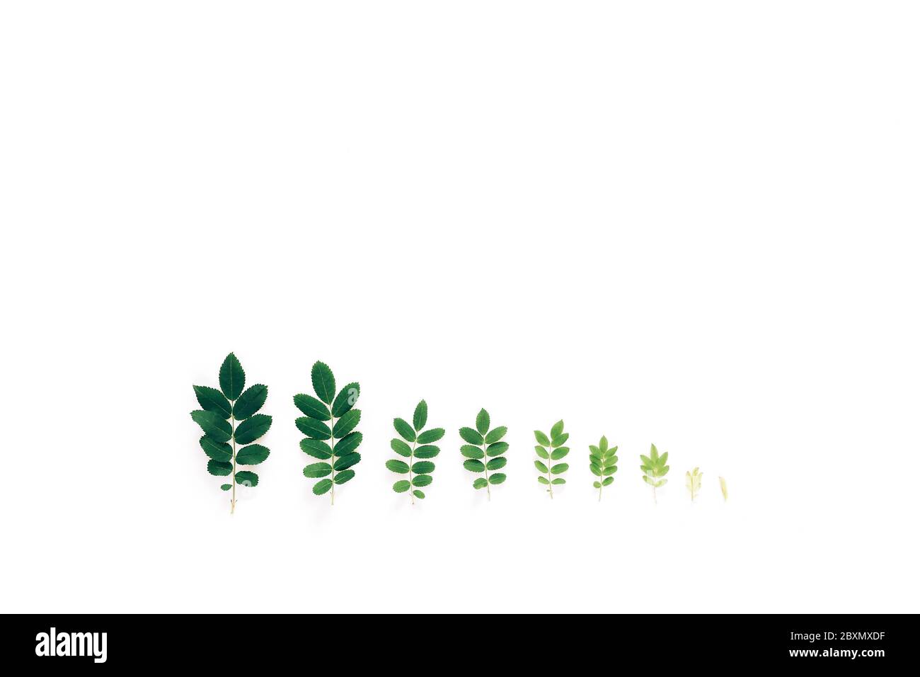 Beautiful branches of plants are in a row line ascending leaf ...