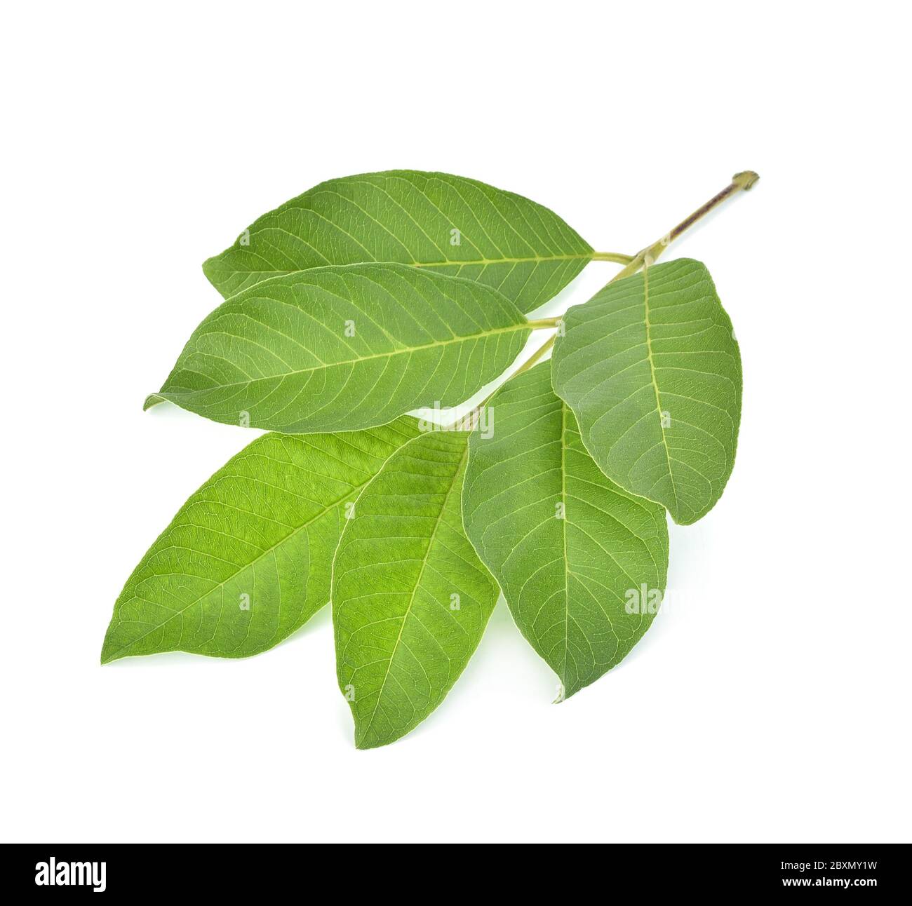 Guava Leaves
