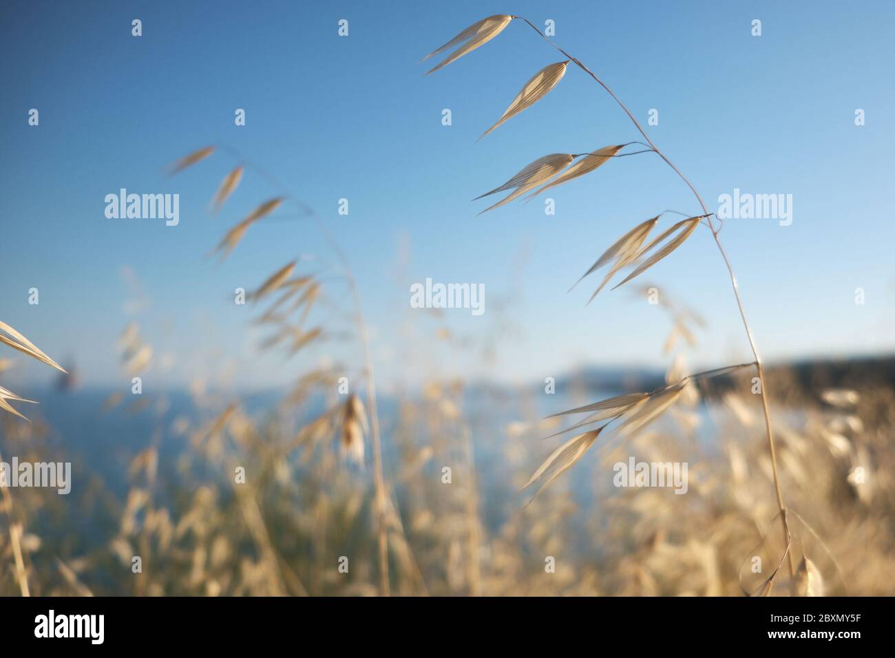 Stems of slender wild oat in the sunset. Avena Barbata Pott ex Link ...