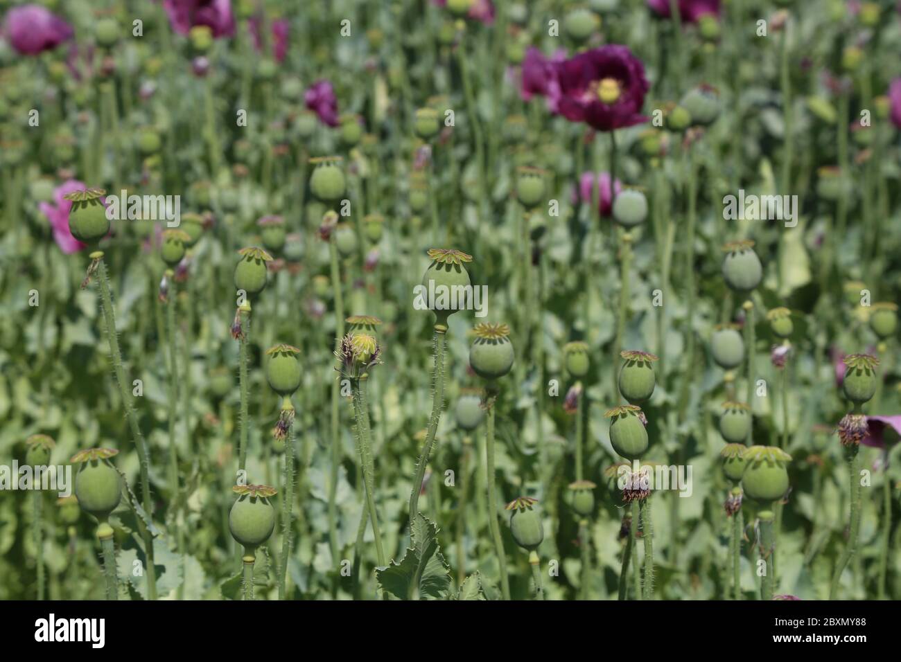 Poppy boxes hi-res stock photography and images - Alamy