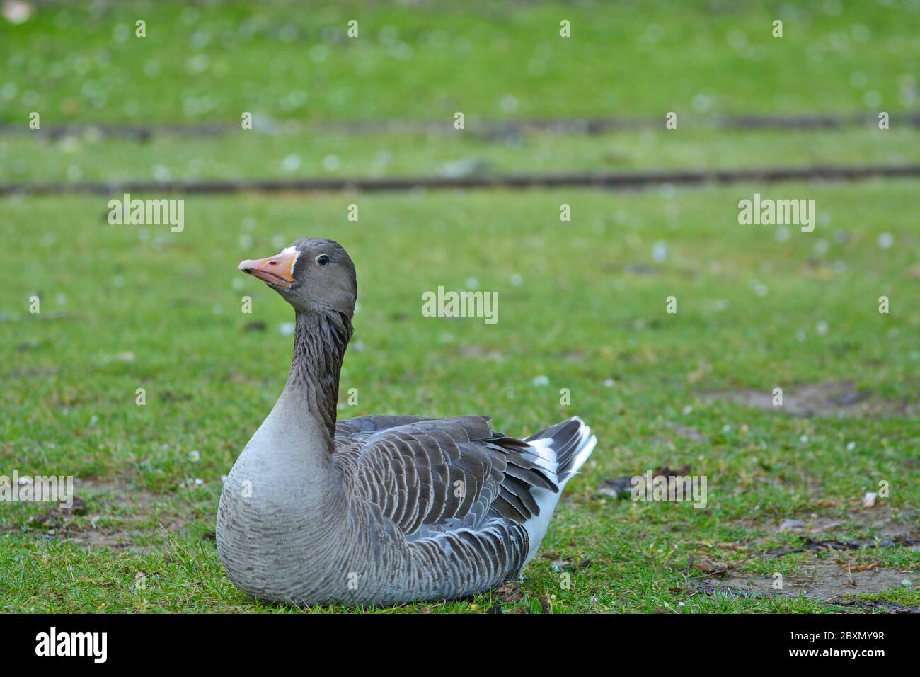Grey duck sitting hi-res stock photography and images - Alamy