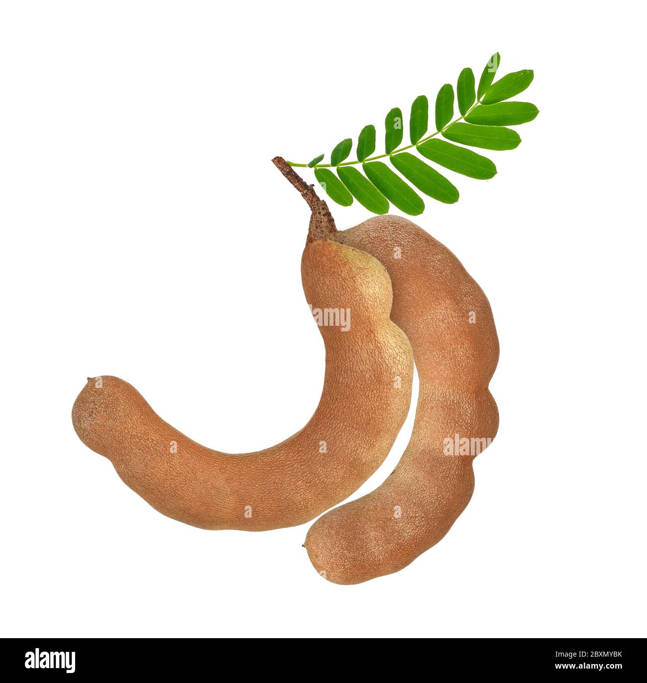 fresh tamarind fruits and leaves isolated on white background Stock ...